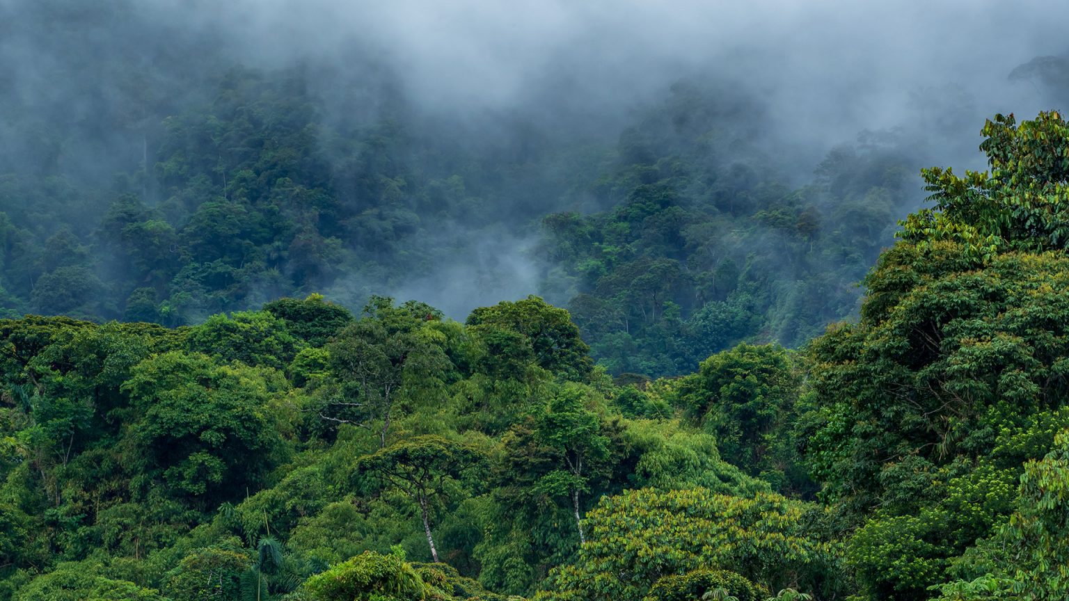 Protegerán y conservarán 66 mil hectáreas de bosque en apuesta por el ...